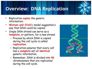 DNA replication of eukaryotes and prokaryotes | PPTX