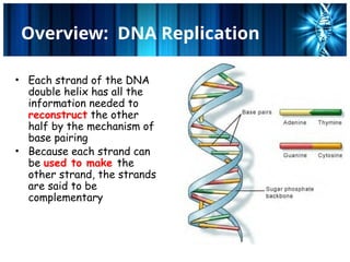 DNA replication of eukaryotes and prokaryotes | PPT