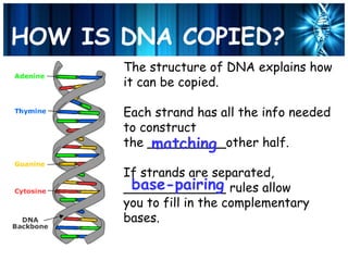 DNA replication of eukaryotes and prokaryotes | PPT