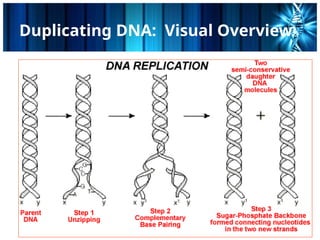 DNA replication of eukaryotes and prokaryotes | PPT