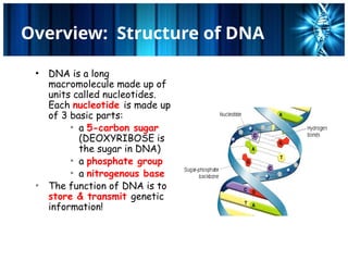DNA replication of eukaryotes and prokaryotes | PPT