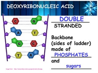 DNA replication of eukaryotes and prokaryotes | PPT