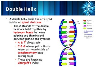 DNA replication of eukaryotes and prokaryotes | PPT