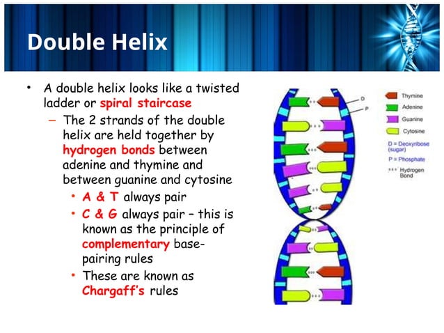 DNA replication of eukaryotes and prokaryotes | PPT