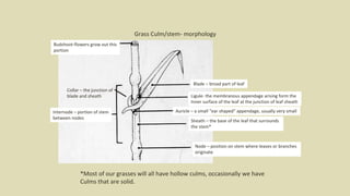 2015 citizen sci exotic grass | PPT