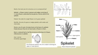 2015 citizen sci exotic grass | PPT