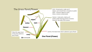 2015 citizen sci exotic grass | PPT