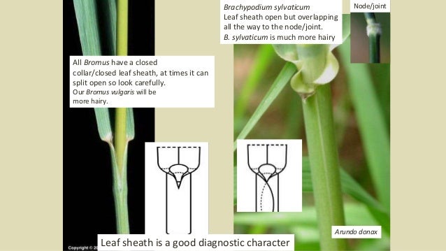 2015 citizen sci exotic grass