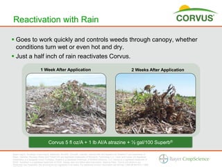 2015 Corvus® Brand Presentation | PPT