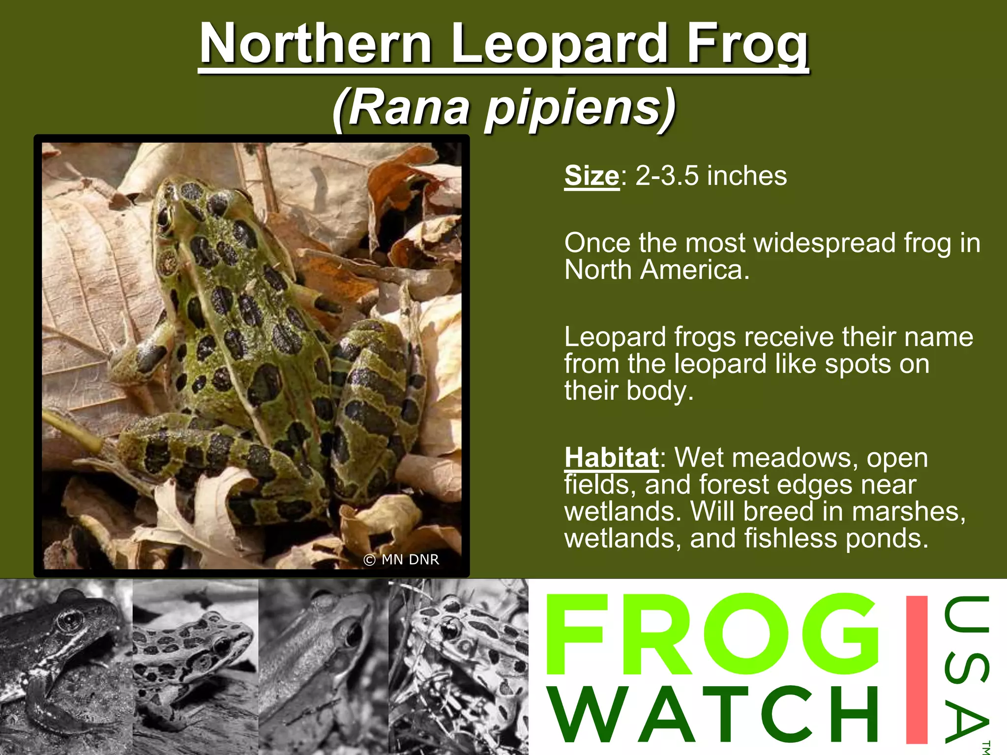 Frogs and Toads of Minnesota | PPT