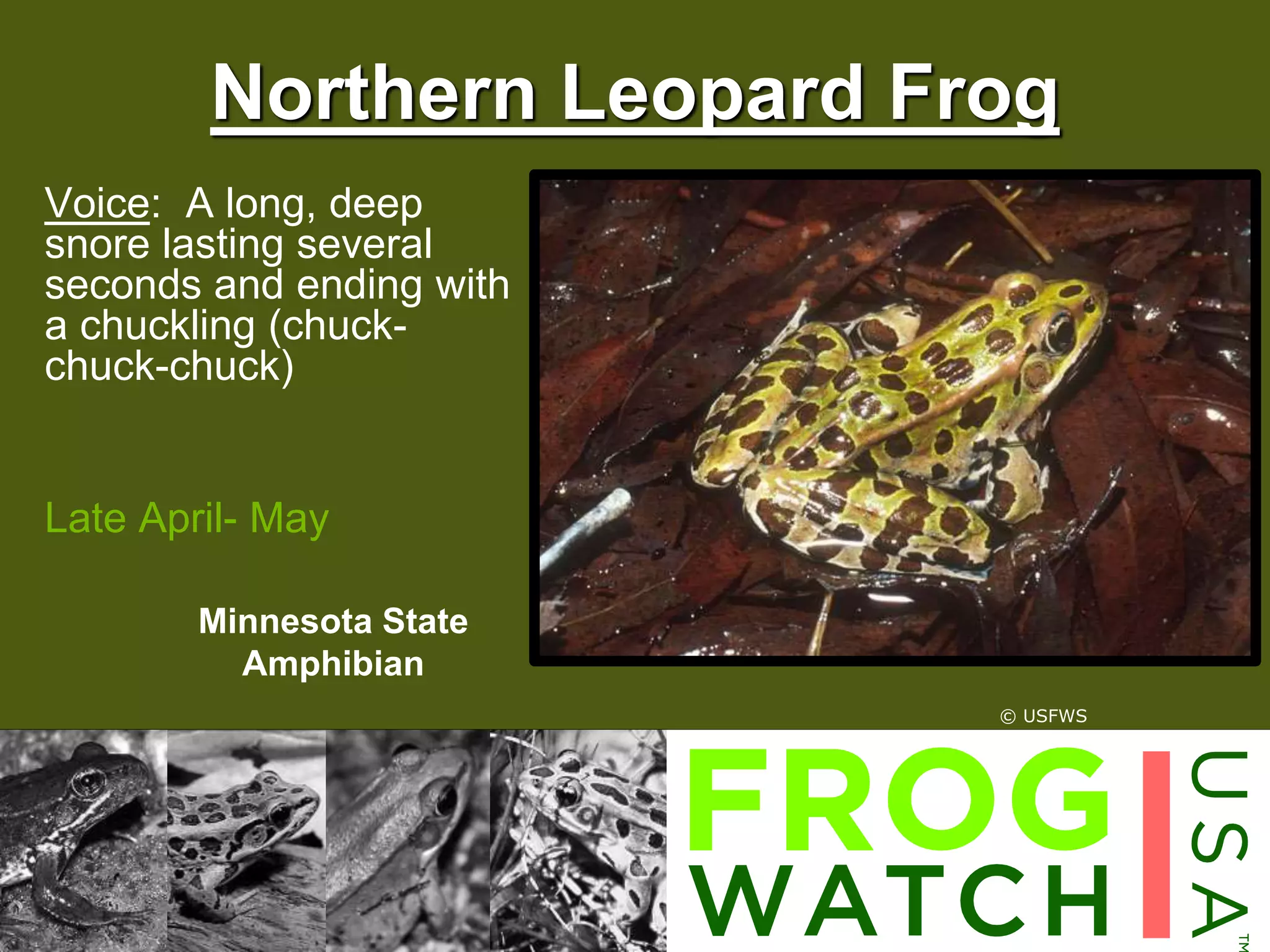 Frogs and Toads of Minnesota | PPT