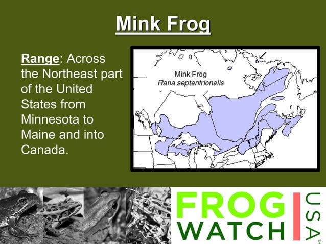 Frogs and Toads of Minnesota | PPT
