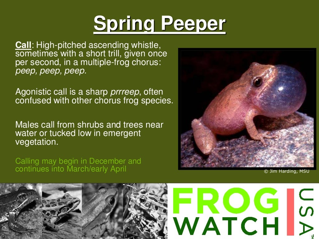 Frogs and Toads of Minnesota