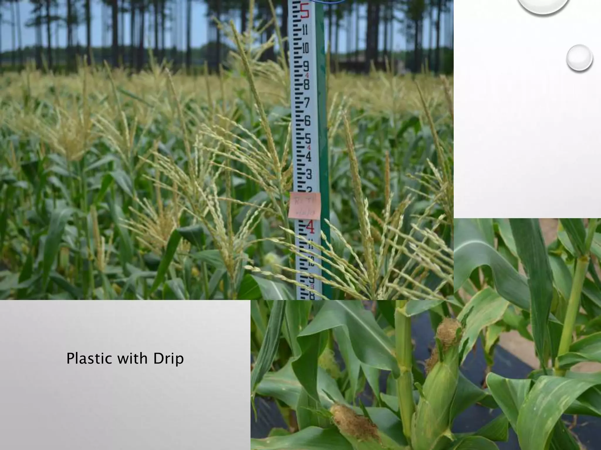 Irrigating Sweet Corn with Drip Irrigation to Conserve Water Resources ...