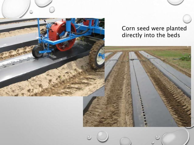Irrigating Sweet Corn with Drip Irrigation to Conserve Water Resources ...