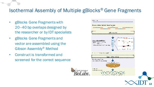 iGEM Progress Using High Quality Gene Fragments