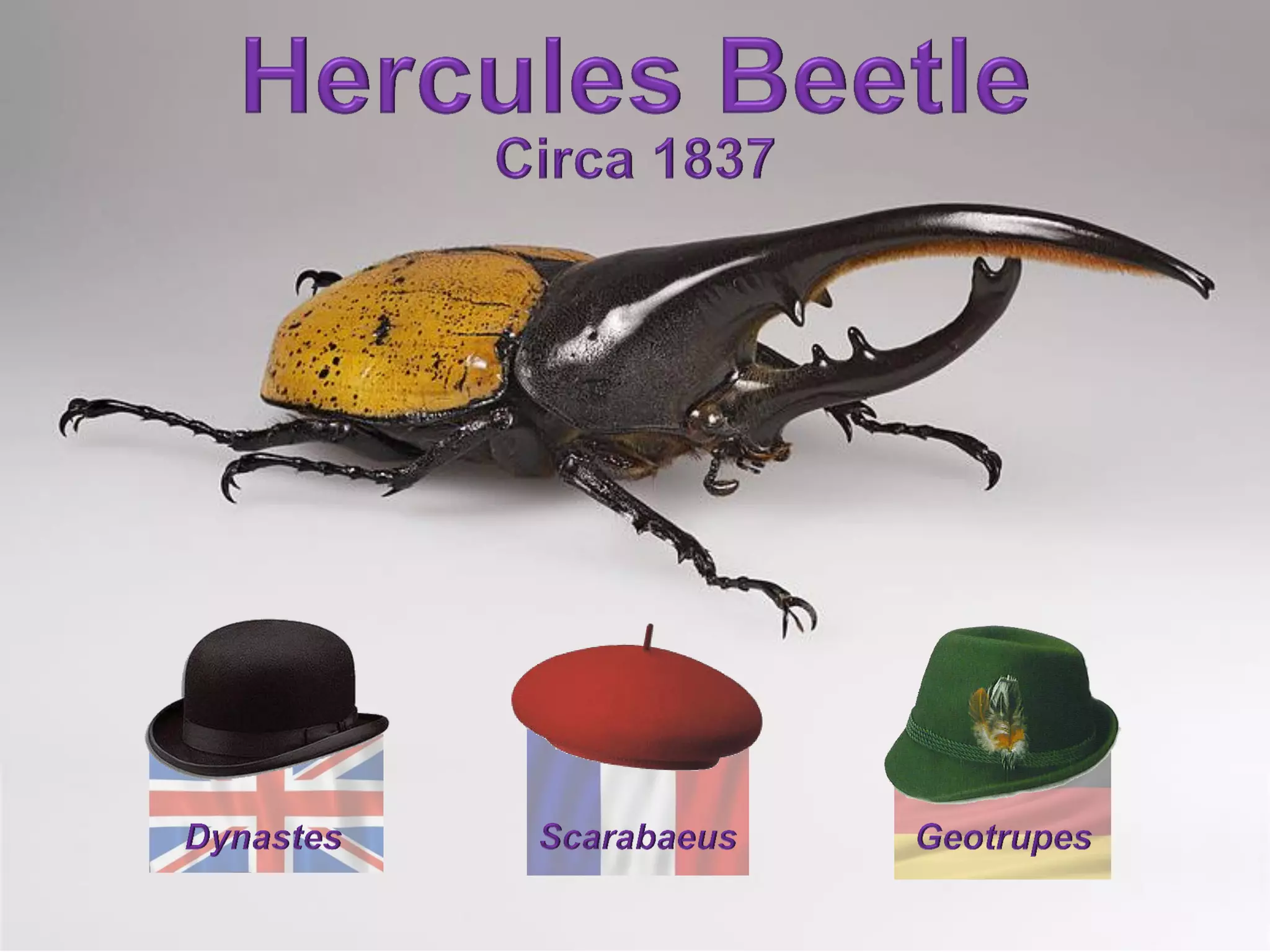 The History and Future of Taxonomy | PDF