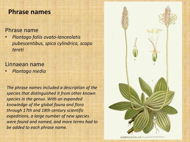 The History and Future of Taxonomy | PDF