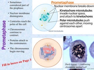 2015 Cell Cycle & Mitosis | PPT
