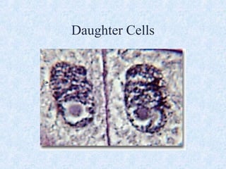 2015 Cell Cycle & Mitosis | PPT