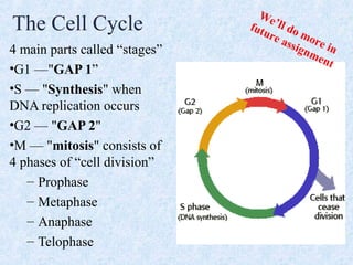 2015 Cell Cycle & Mitosis | PPT