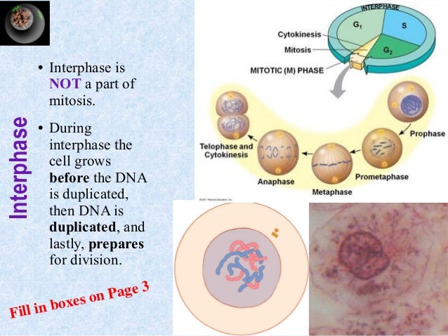 2015 Cell Cycle & Mitosis