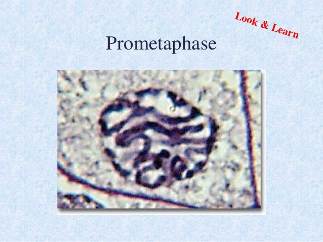 2015 Cell Cycle & Mitosis