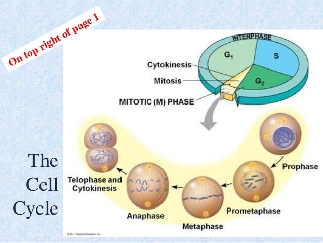 Mitosis Definition Diagram Stages Of Mitosis