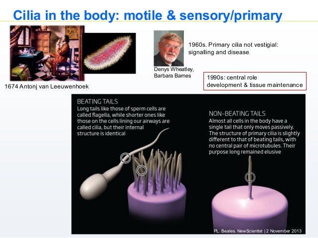 Ciliopathy Alliance - Research Update