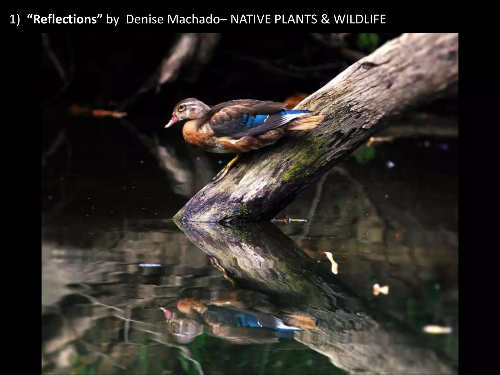 2015 PEC Photo Contest Finalists | PPT