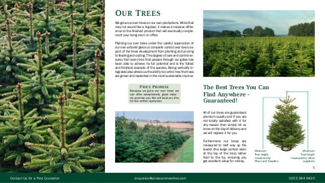 Christmas Tree Residential Marketing Brochure