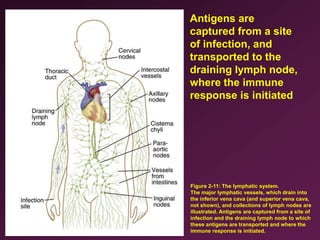 2015 Tsunoda - Anatomy of the immune system 2.ppt