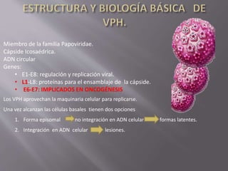 (2016 01-19)vph conceptos básicos para atención primaria (ppt) | PPTX