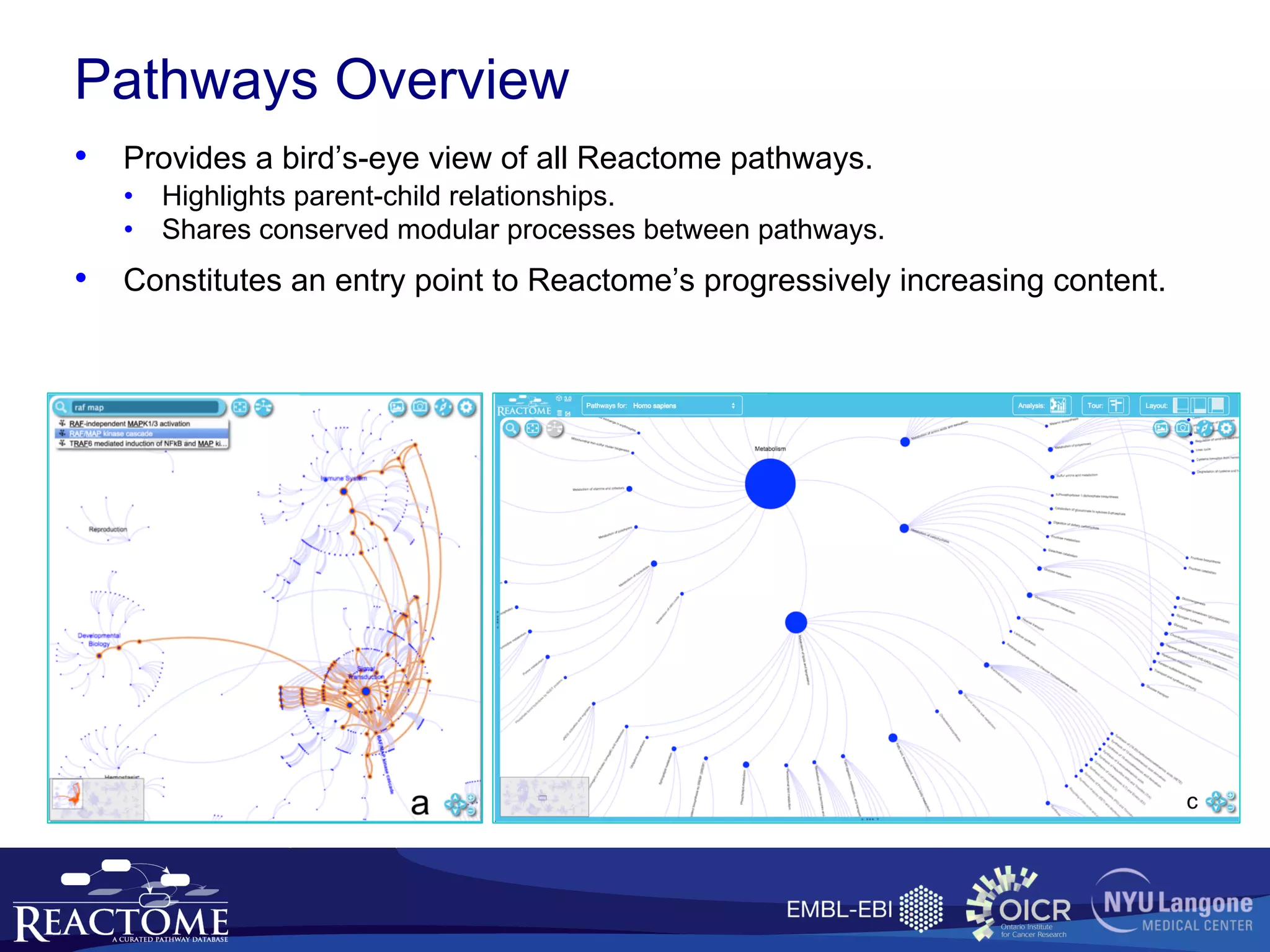 Reactome Pathways Portal | PDF
