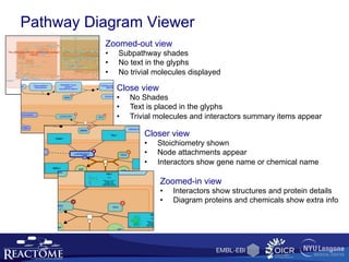 Reactome Pathways Portal | PDF