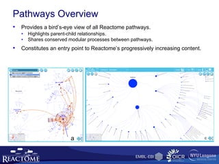 Reactome Pathways Portal | PDF