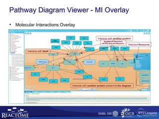 Reactome Pathways Portal | PDF
