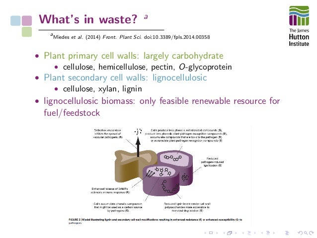 Reverse-and forward-engineering specificity of carbohydrate-processin…
