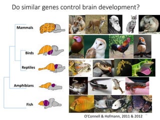 Evolution of Social Brains | PPT