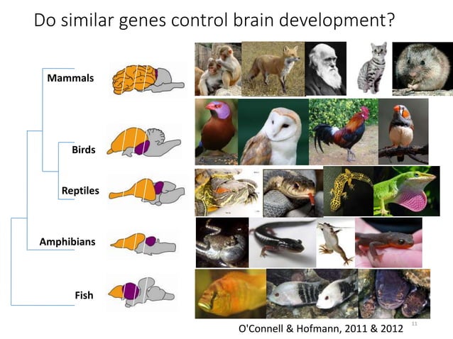 Evolution of Social Brains | PPT