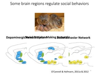 Evolution of Social Brains | PPTX