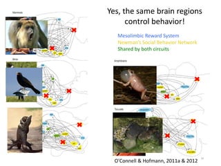 Evolution of Social Brains | PPT