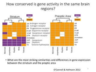 Evolution of Social Brains | PPTX