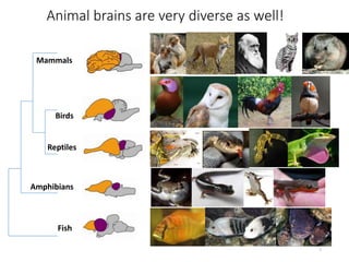 Evolution of Social Brains | PPT
