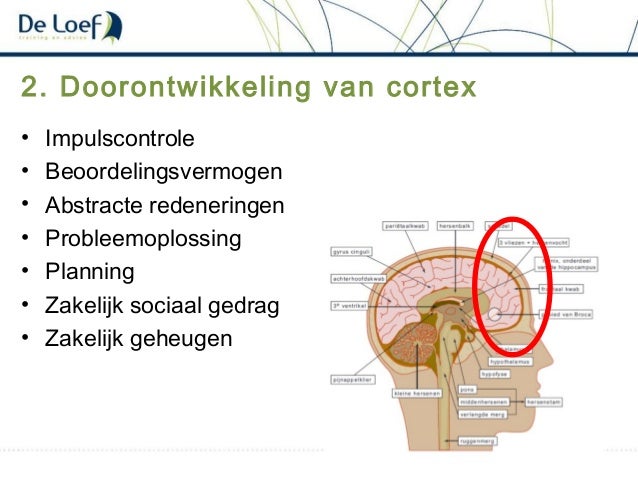 160512 Het Puberbrein