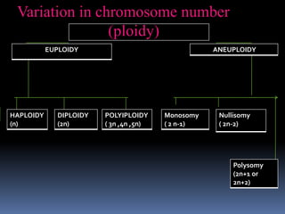 HUMAN CHROMOSOMAL ABERRATIONS AND KARYOTYPE ANALYSIS. | PPTX