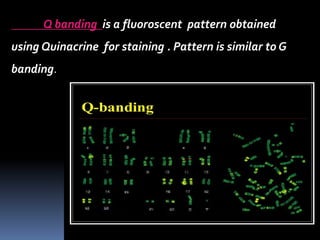 HUMAN CHROMOSOMAL ABERRATIONS AND KARYOTYPE ANALYSIS. | PPTX