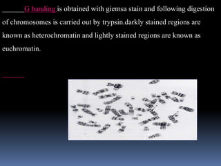 Giemsa Stain Karyotype