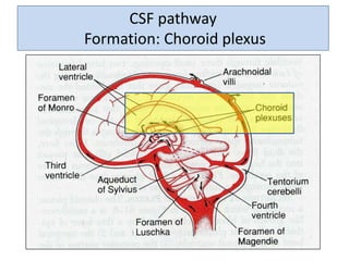 2016.03.16 csf pathway abnormalities | PPTX | Brain and Nervous System ...