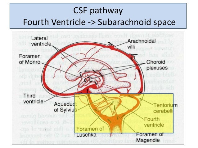 2016.03.16 csf pathway abnormalities